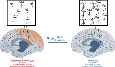 Cypin Activators [IMAGE] | EurekAlert! Science News Releases
