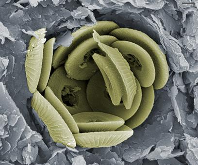 Coccolithus pelagicus [IMAGE] | EurekAlert! Science News Releases