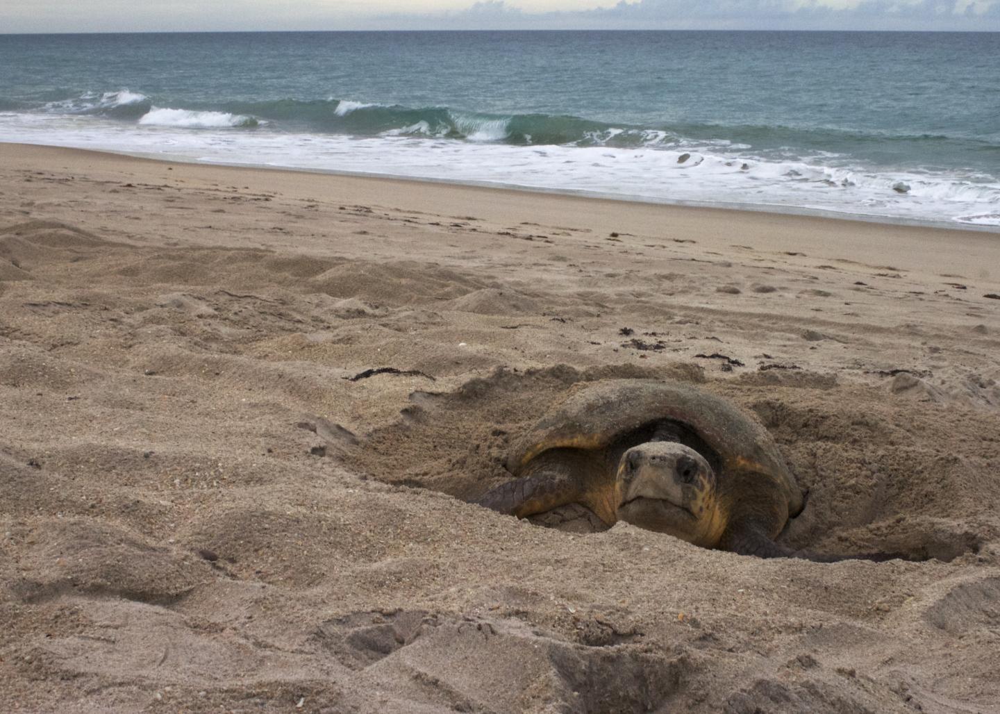 Loggerhead Sea Turtle 2 [IMAGE] | EurekAlert! Science News Releases