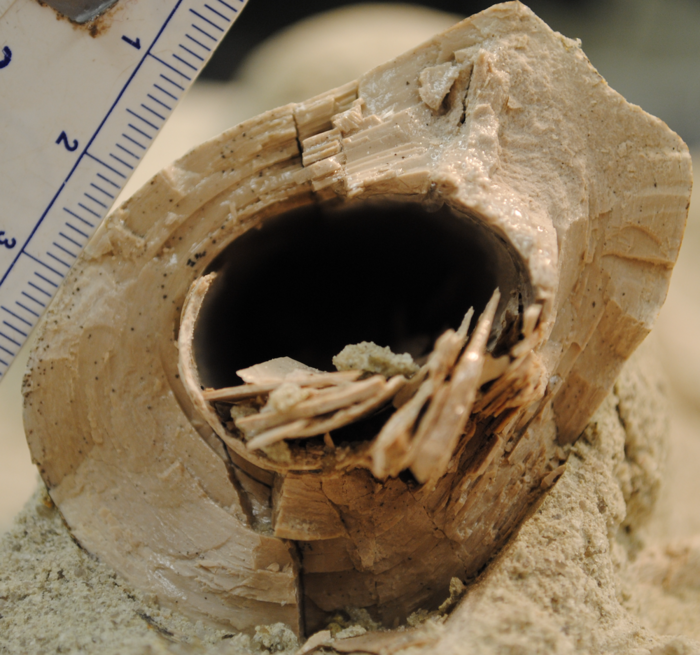Dinosaur shin bone [IMAGE] | EurekAlert! Science News Releases