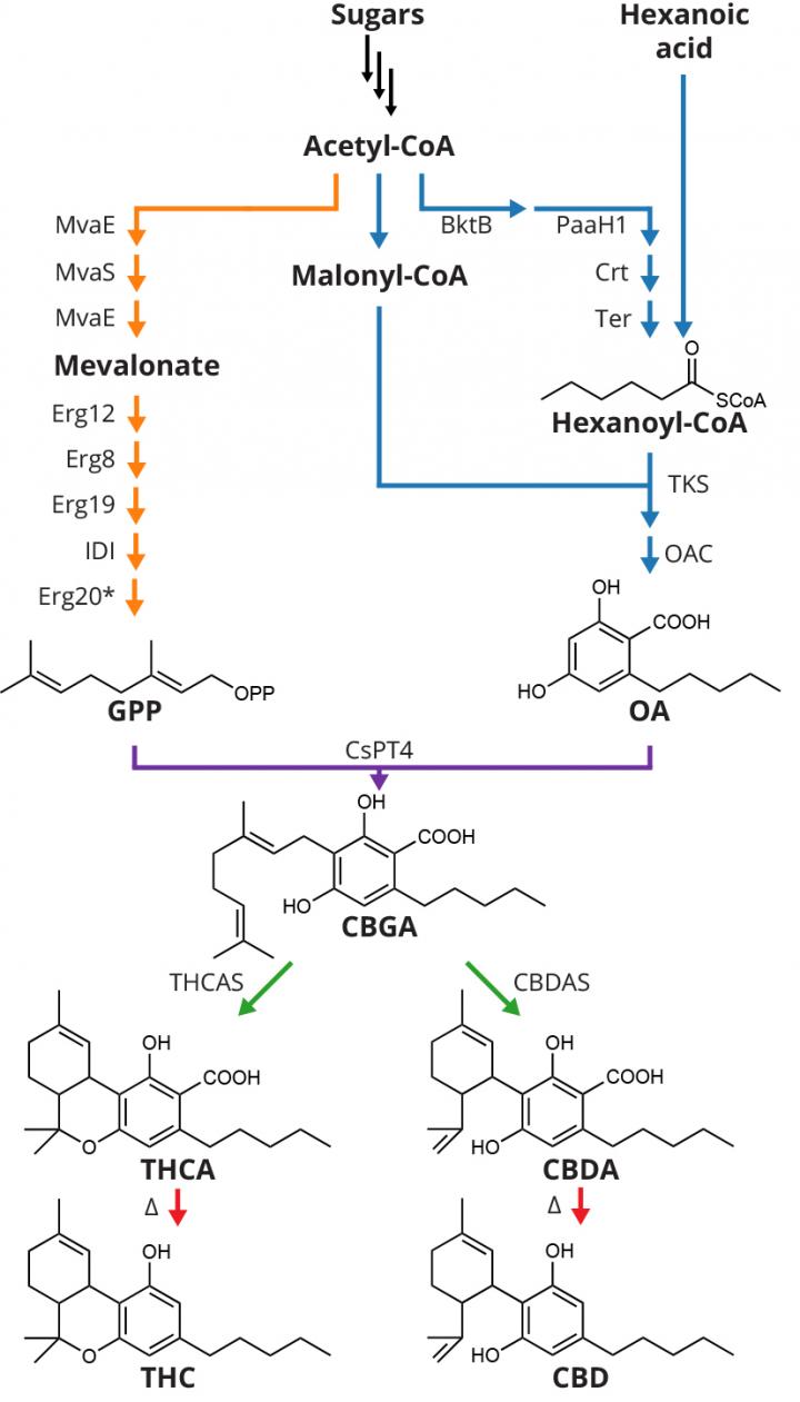 Yeast produce low-cost, high-quality cannabin | EurekAlert!
