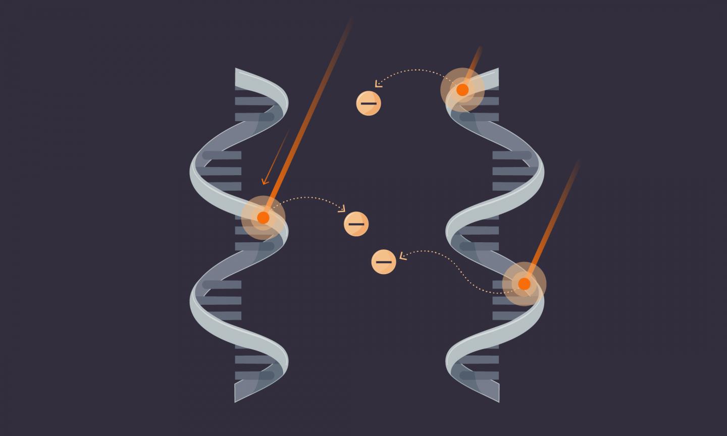 Inset without labels [IMAGE] | EurekAlert! Science News Releases