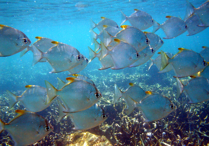 Fishes_Mada [IMAGE] | EurekAlert! Science News Releases