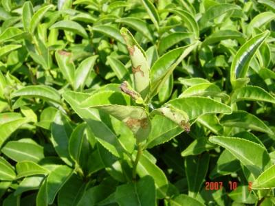 Tea Plants [IMAGE] | EurekAlert! Science News Releases