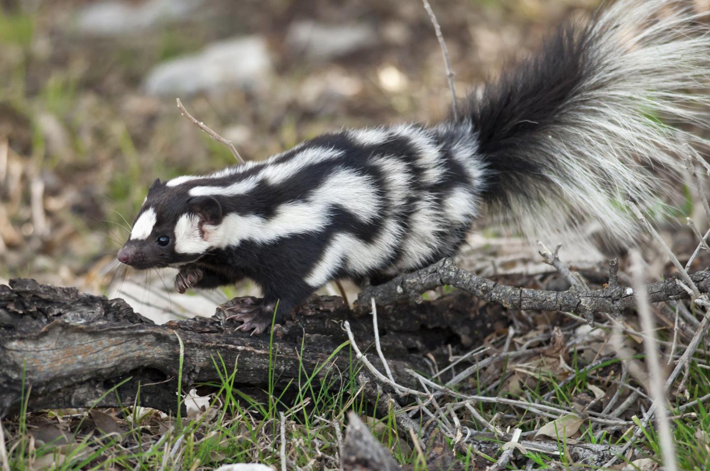 Western Spotted Skunk [IMAGE] | EurekAlert! Science News Releases