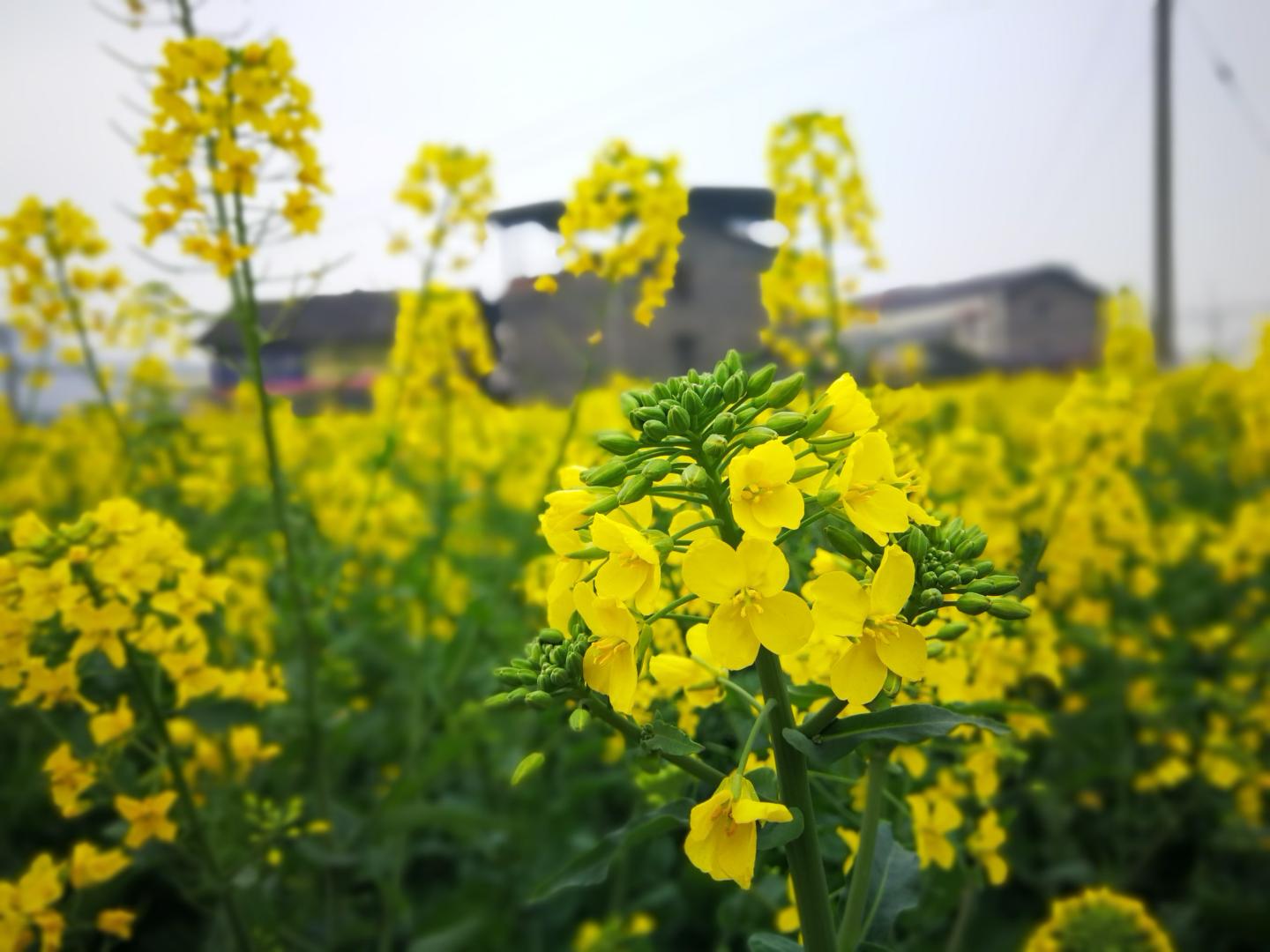 Rapeseed Plants [IMAGE] | EurekAlert! Science News Releases