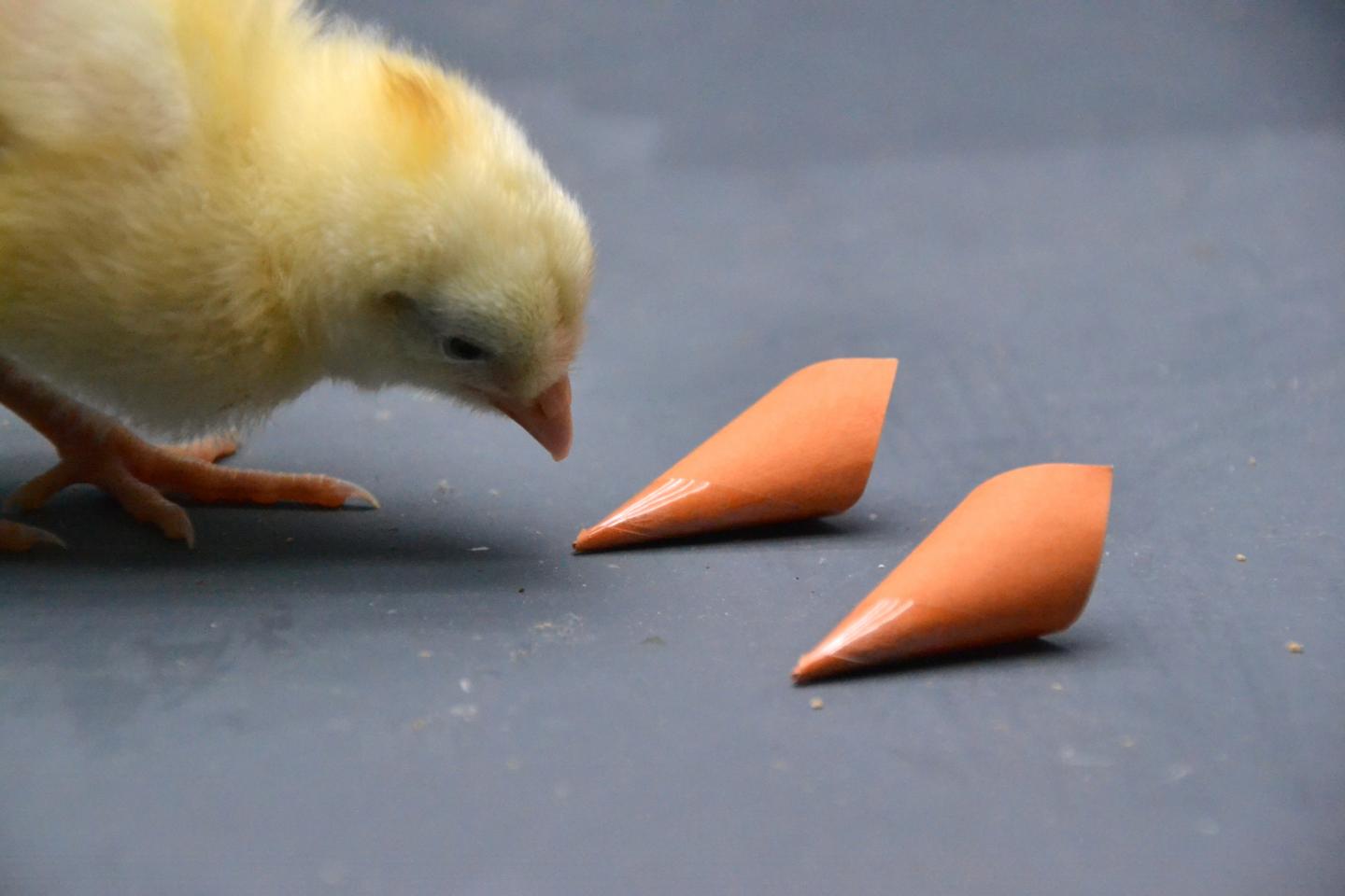 Color vision helps birds find good food and t | EurekAlert!