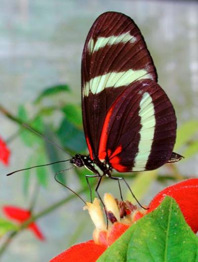 Heliconius pachinus [IMAGE] | EurekAlert! Science News Releases