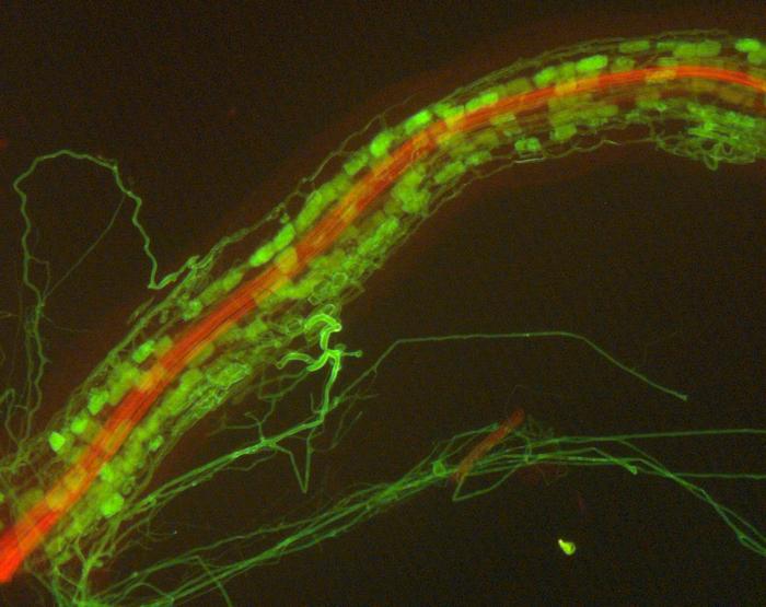 Mycorrhizal root [IMAGE] | EurekAlert! Science News Releases