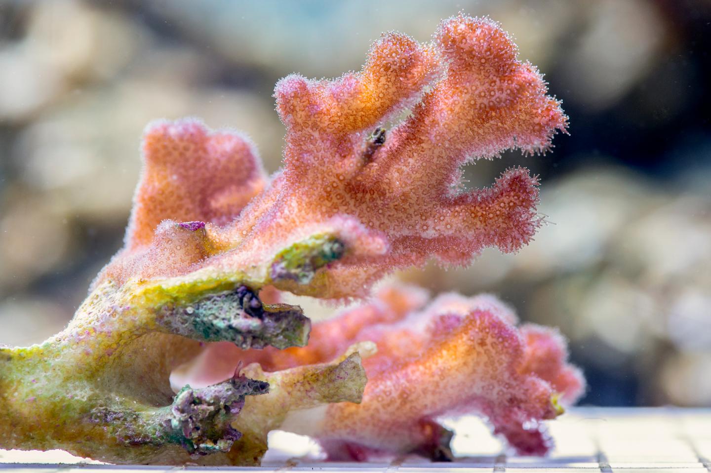 USC Coral Research [IMAGE] | EurekAlert! Science News Releases