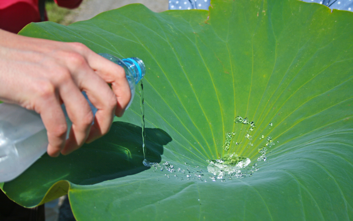 Water-repellent lotus leaf [IMAGE] | EurekAlert! Science News Releases