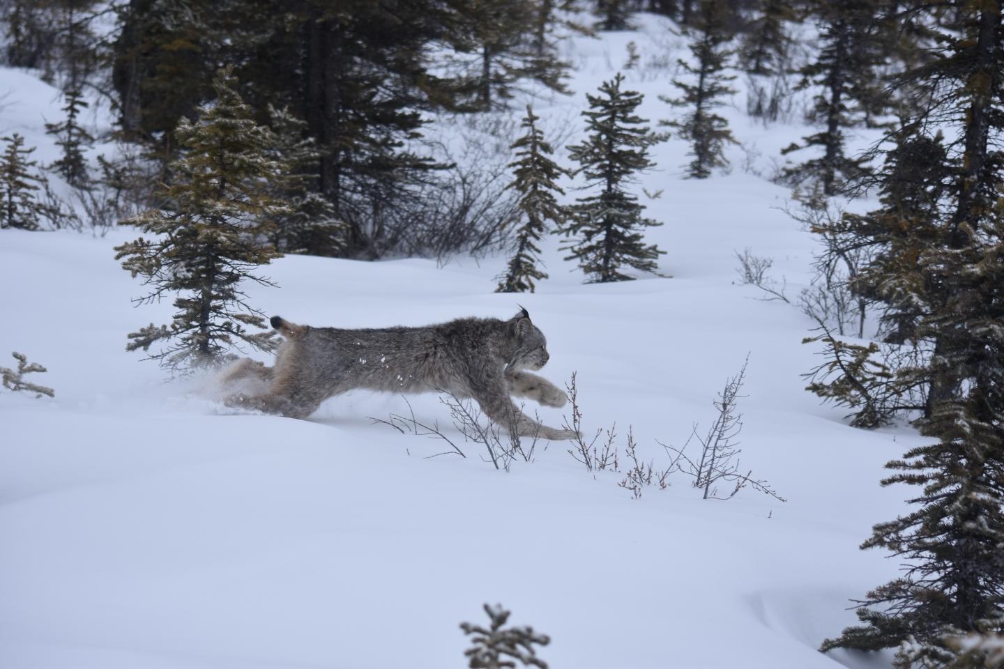 Canada Lynx Running [IMAGE] | EurekAlert! Science News Releases