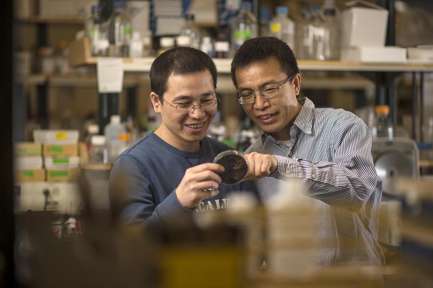 Zhao-Qing Luo, Purdue Universi [IMAGE] | EurekAlert! Science News Releases