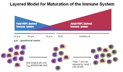 Waves of Immune-Cell Growth May Benefit the H | EurekAlert!