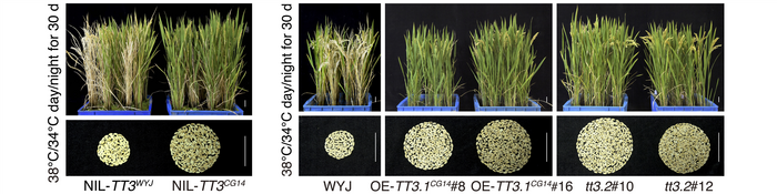TT3 enhances rice thermotolera [IMAGE] | EurekAlert! Science News Releases
