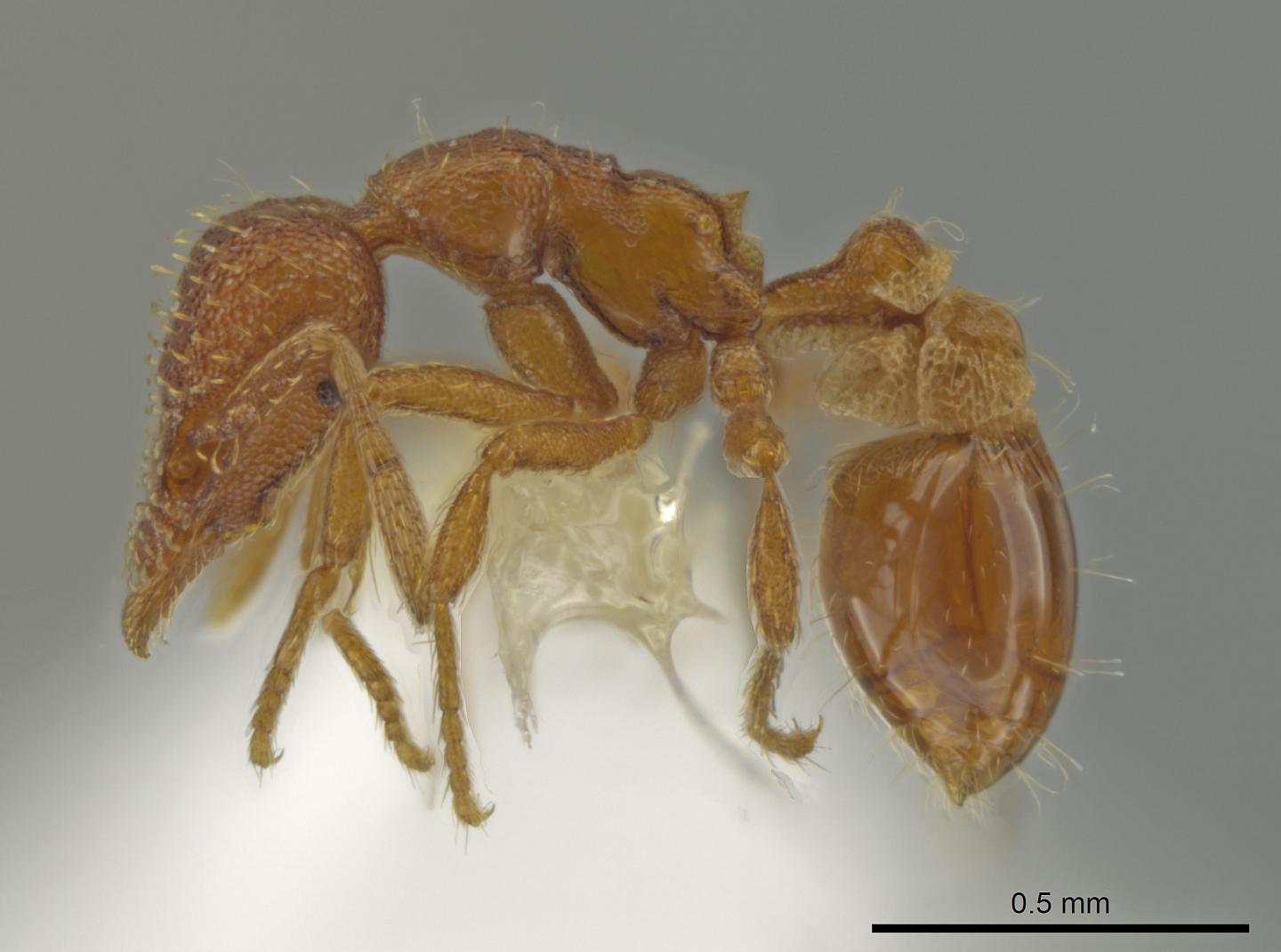 Strumigenys Ananeotes [IMAGE] | EurekAlert! Science News Releases