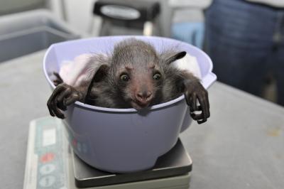 A Baby Aye-aye Gets a Weigh-in [IMAGE] | EurekAlert! Science News Releases
