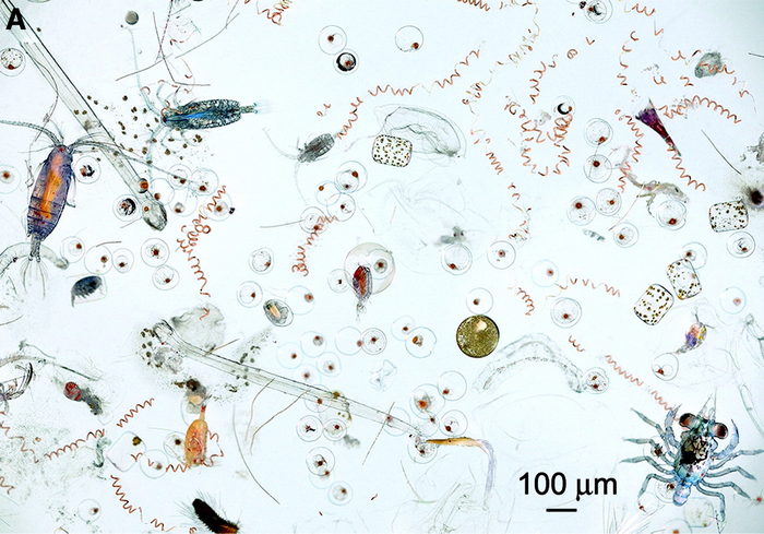 Marine plankton tell the long story of ocean | EurekAlert!