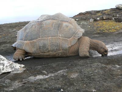 Special Issue on Earth's Disappearing Animals | EurekAlert!