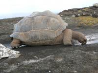Special Issue on Earth's Disappearing Animals | EurekAlert!