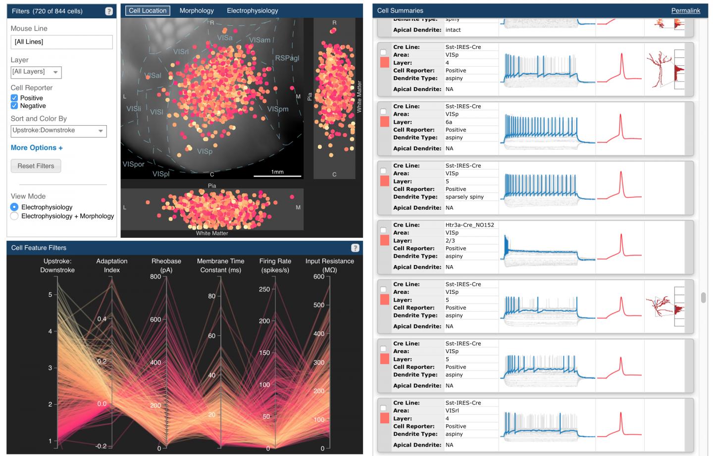 Allen Cell Types Database updated with new da | EurekAlert!