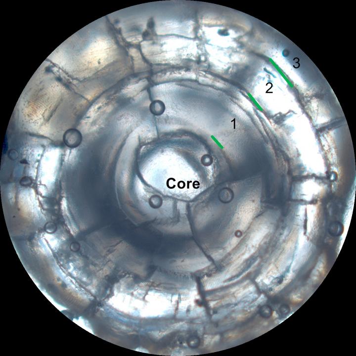 Hatchery fish eye lens [IMAGE] | EurekAlert! Science News Releases