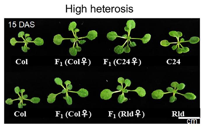 The phenotype of representativ [IMAGE] | EurekAlert! Science News Releases