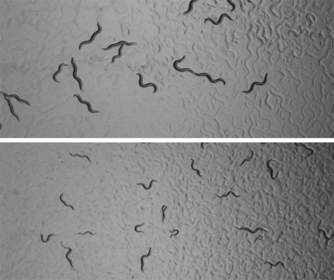 Nematodes [IMAGE] | EurekAlert! Science News Releases