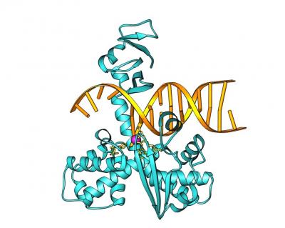 New Smallpox Protein Structure [IMAGE] | EurekAlert! Science News Releases