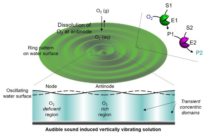 Using sound to control enzymatic reactions | EurekAlert!