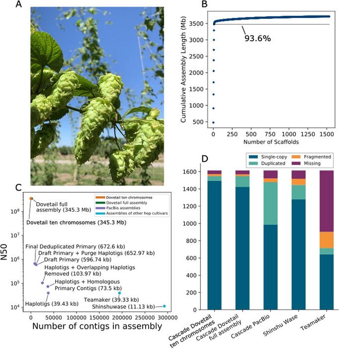 Decoding the Cascade Hop Genome: unraveling e | EurekAlert!