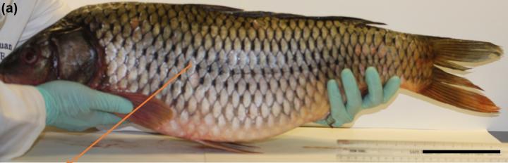 The Common Carp [IMAGE] | EurekAlert! Science News Releases