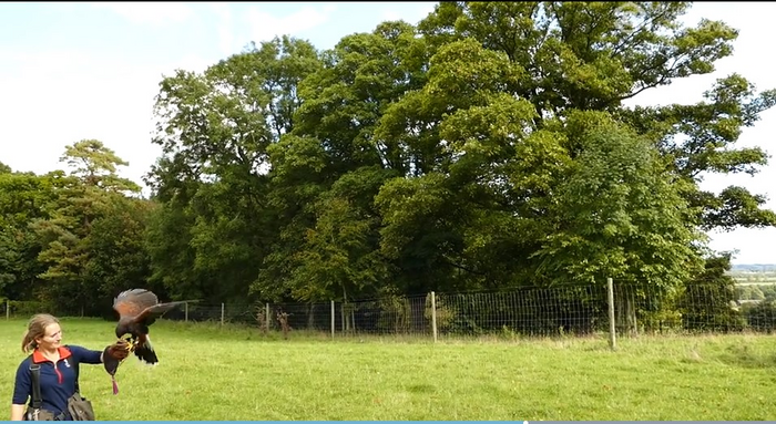 The hawk has landed: Braking mid-air to prior | EurekAlert!