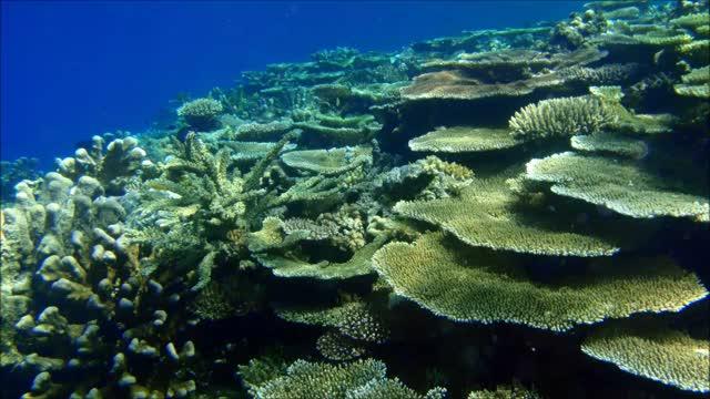 Coral death stops fish from learning predator | EurekAlert!