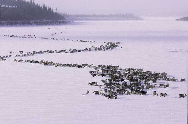 The porcupine caribou herd mig [IMAGE] | EurekAlert! Science News Releases