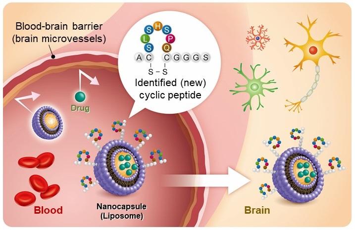 Drug Delivery through the Bloo [IMAGE] | EurekAlert! Science News Releases