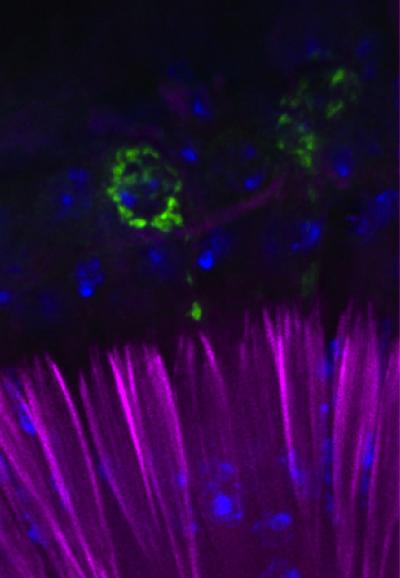 Auditory Organ Purple [IMAGE] | EurekAlert! Science News Releases