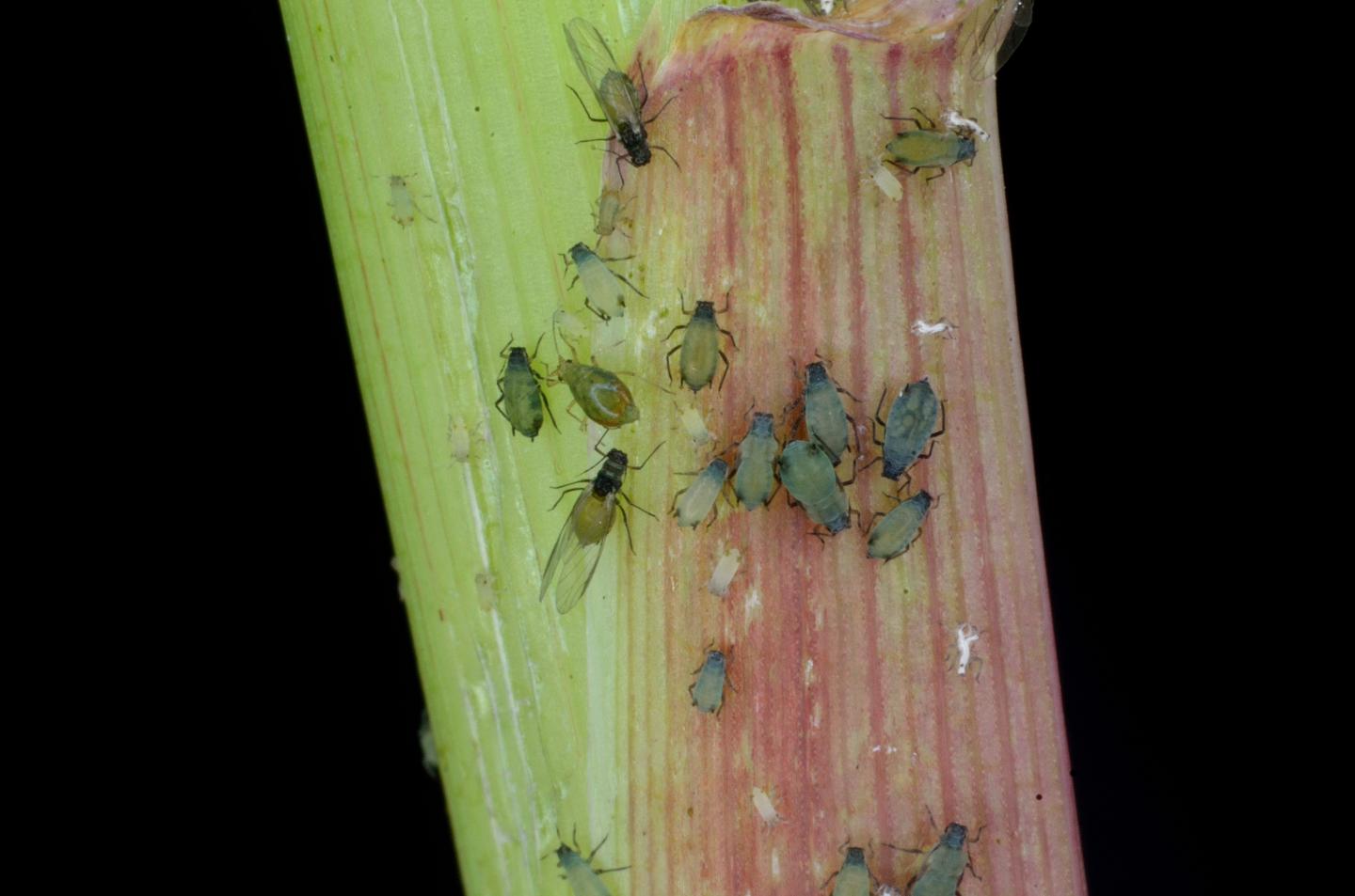 Aphids Feeding on Corn [IMAGE] | EurekAlert! Science News Releases