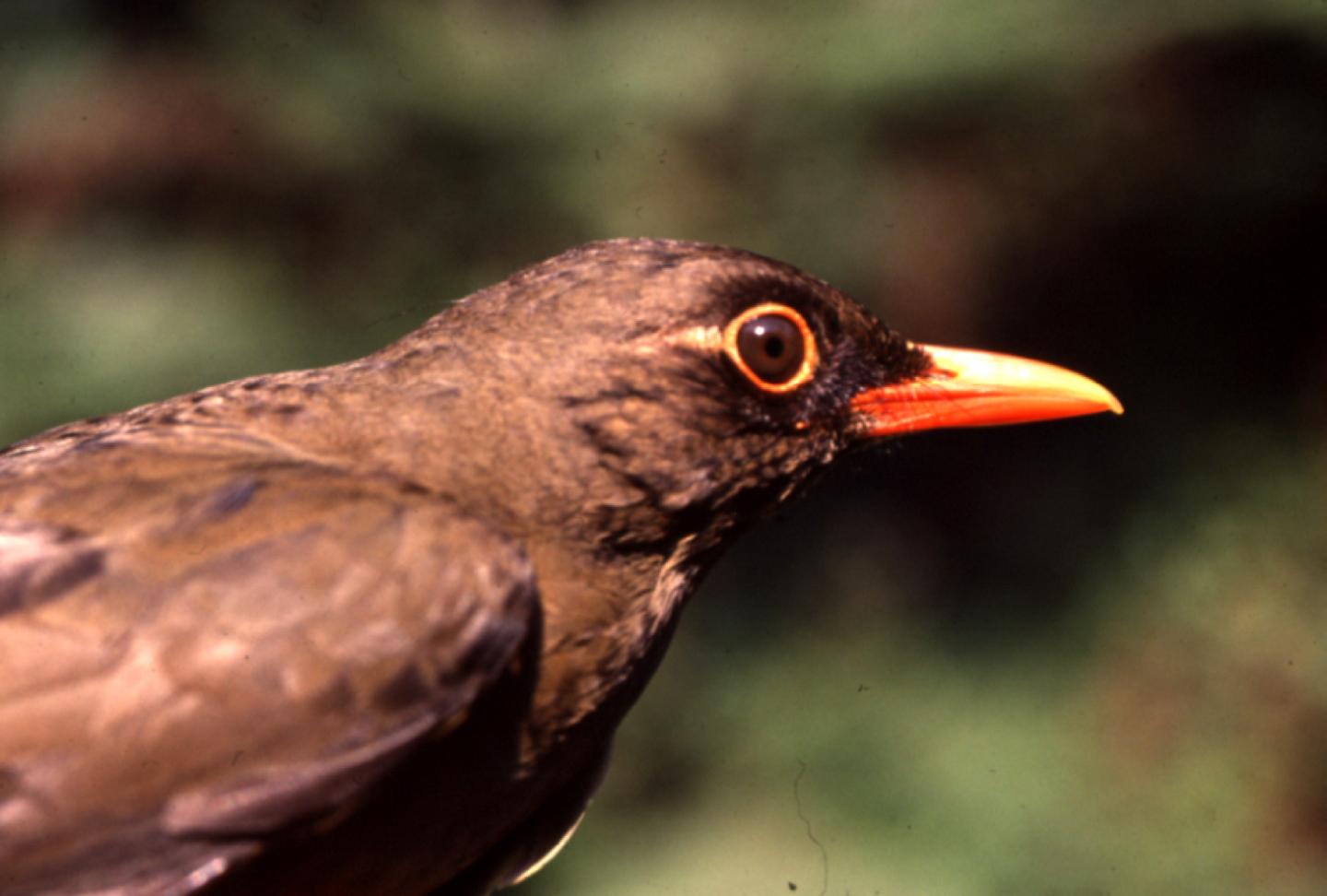 Targeted forest regeneration: A blueprint for | EurekAlert!