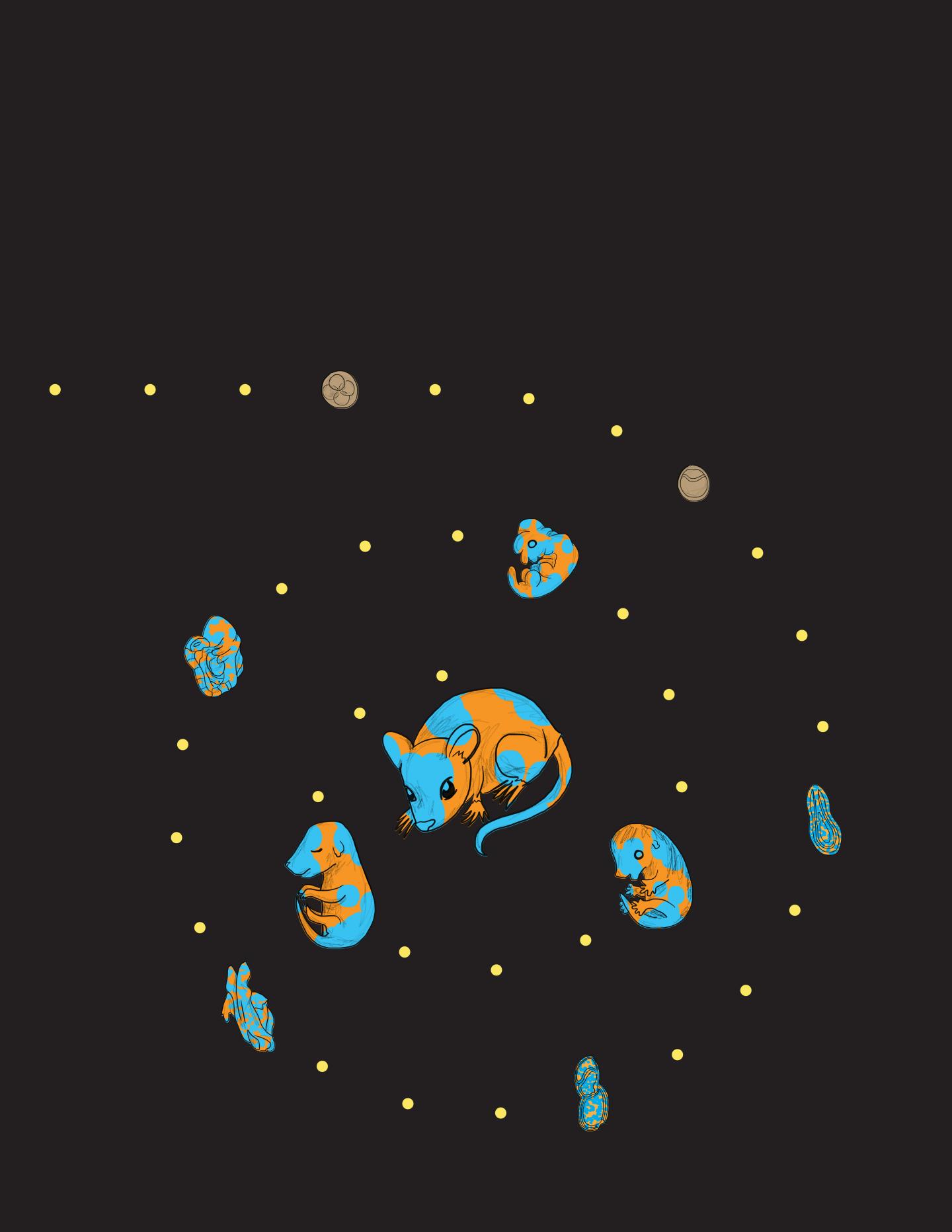 Mosaic Mouse [IMAGE] | EurekAlert! Science News Releases