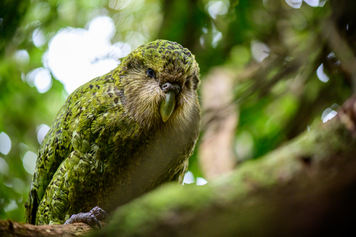 Kākāpō [IMAGE] | EurekAlert! Science News Releases