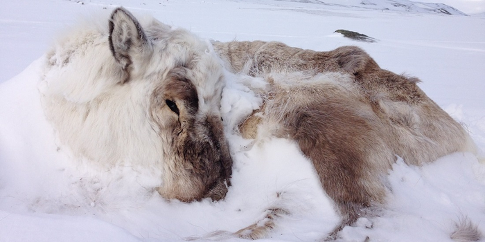 Reindeer in snow [IMAGE] | EurekAlert! Science News Releases