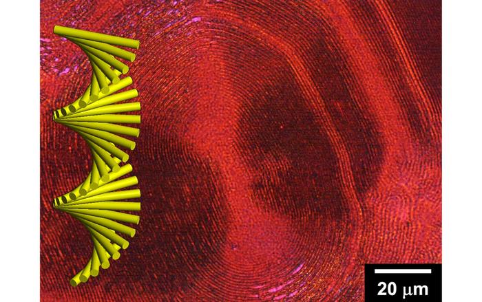 Optical vortex texture of the [IMAGE] | EurekAlert! Science News Releases