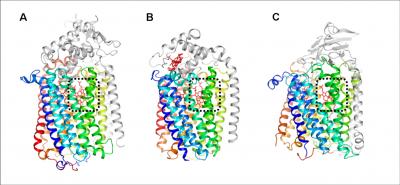 Respiration Enzyme Structure [IMAGE] | EurekAlert! Science News Releases