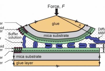 Surface Forces Apparatus [IMAGE] | EurekAlert! Science News Releases