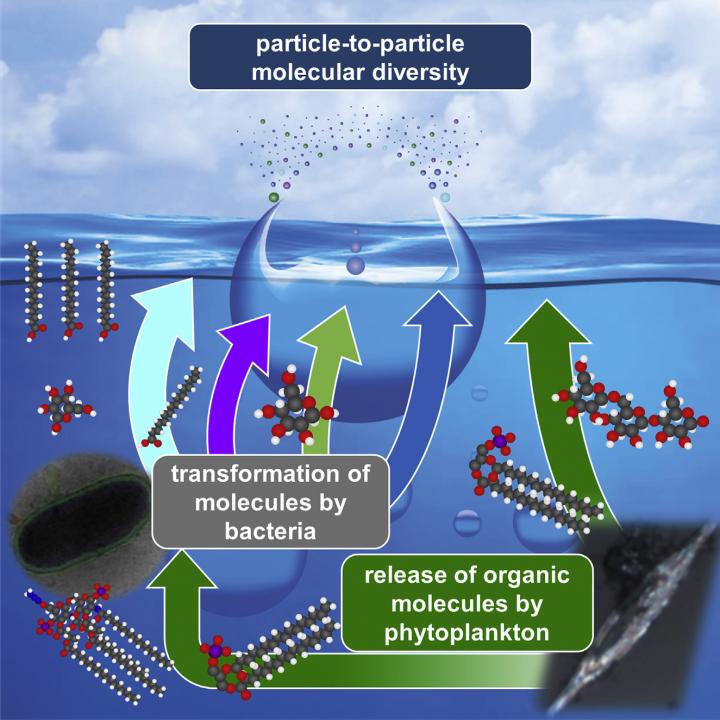 Plankton and Bacteria and Sea [IMAGE] | EurekAlert! Science News Releases
