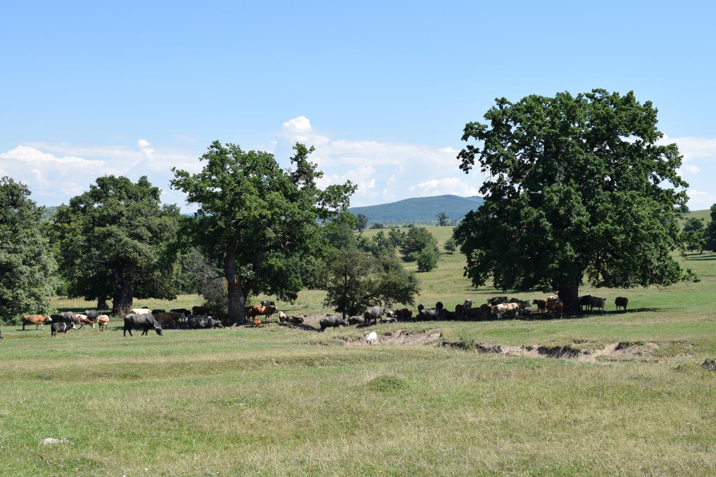 Understanding the Complexity of Wood-pastures | EurekAlert!