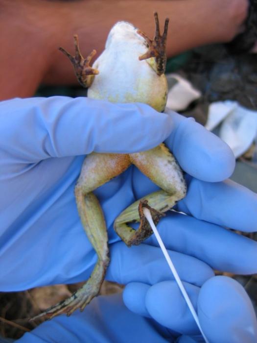 Frog Swab [IMAGE] | EurekAlert! Science News Releases