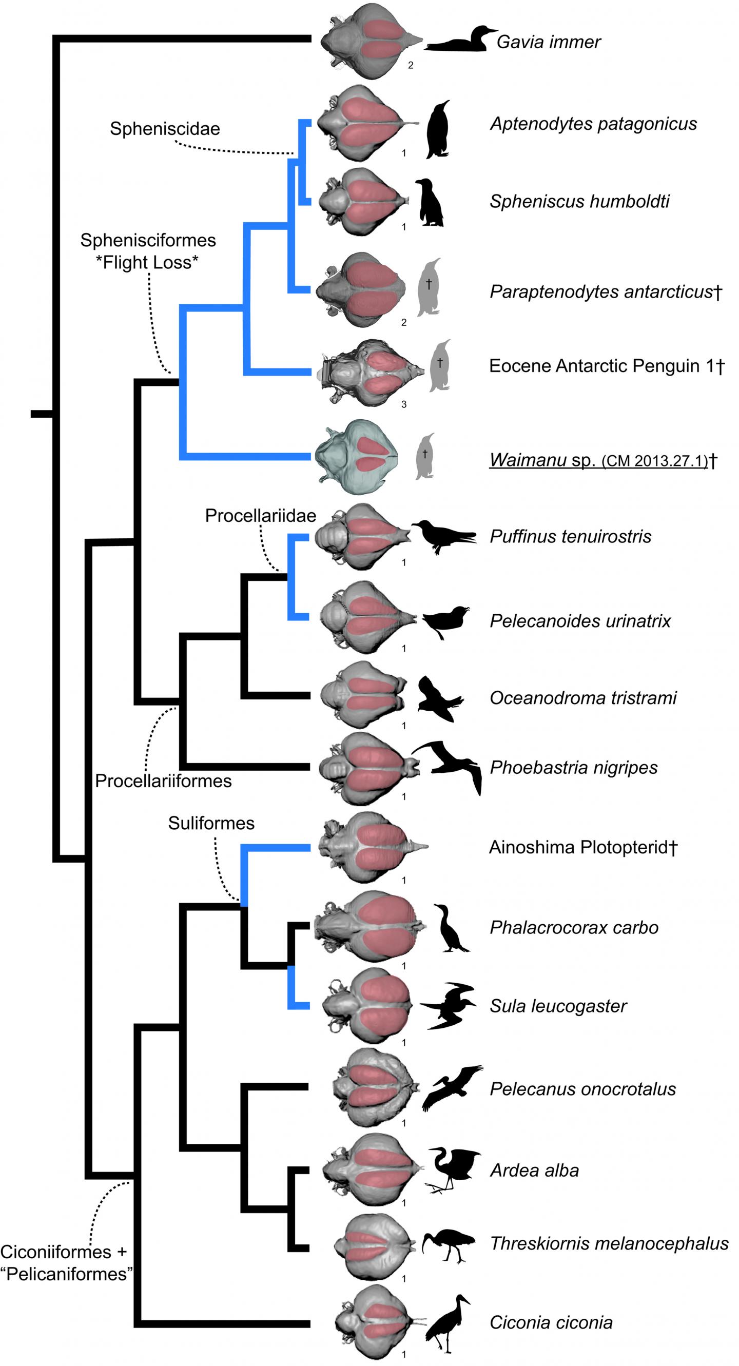 Cladogram [IMAGE] | EurekAlert! Science News Releases