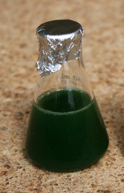 Alga Hijacked Bacterial Genes to Weather Extr | EurekAlert!